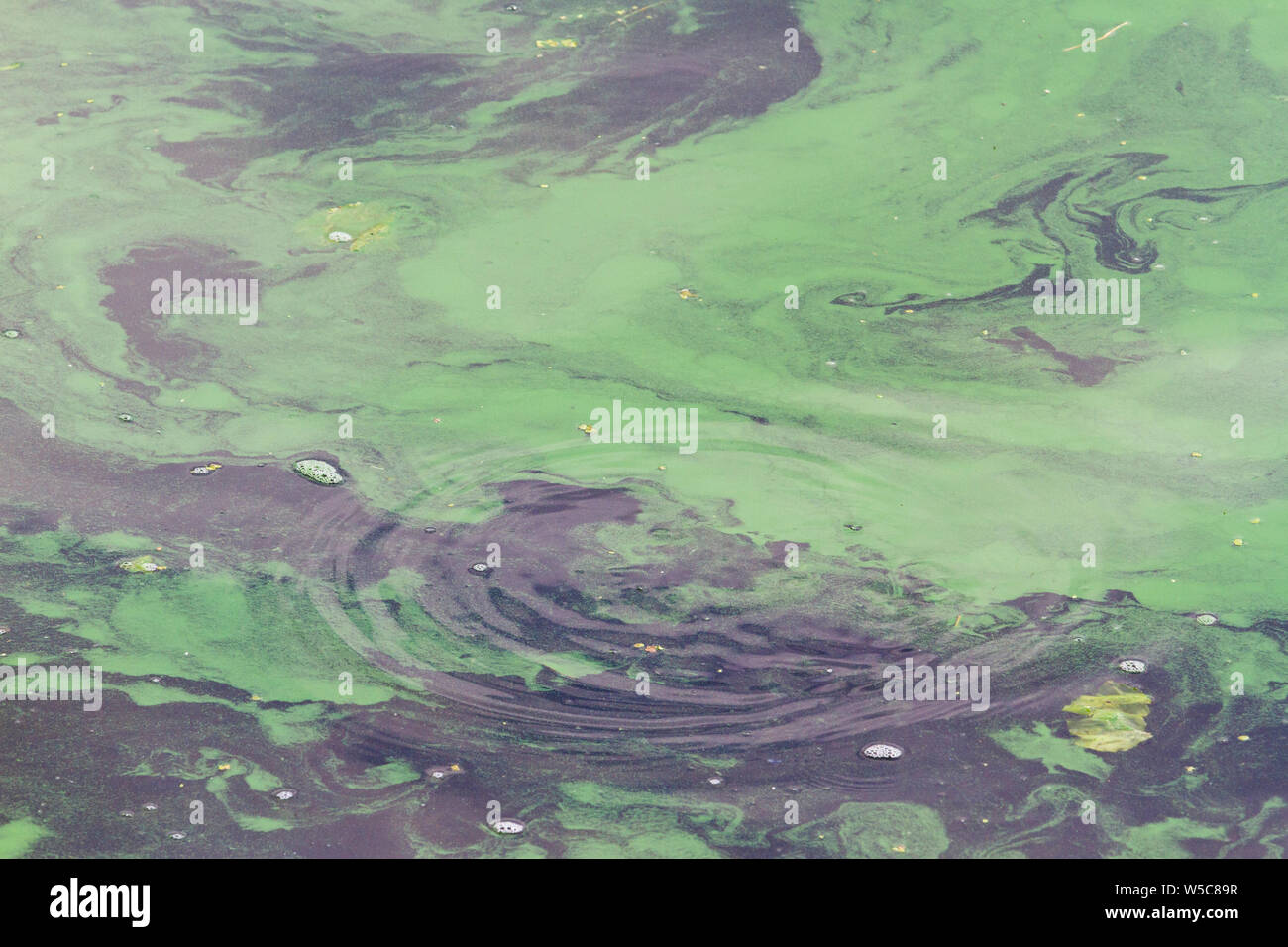 blooming algae water in the river Stock Photo - Alamy
