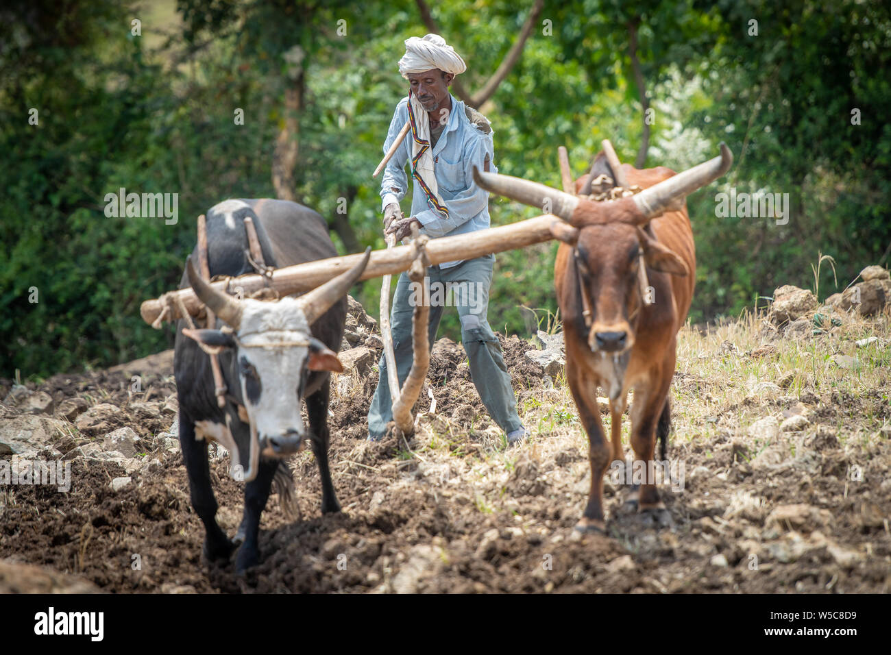 An Ethiopian farmer uses a cattle drawn plough to tend to his fields ...