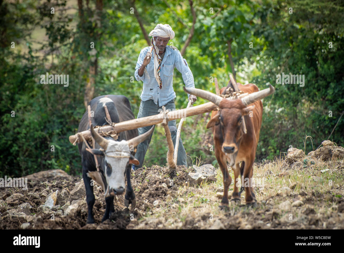 An Ethiopian farmer uses a cattle drawn plough to tend to his fields ...
