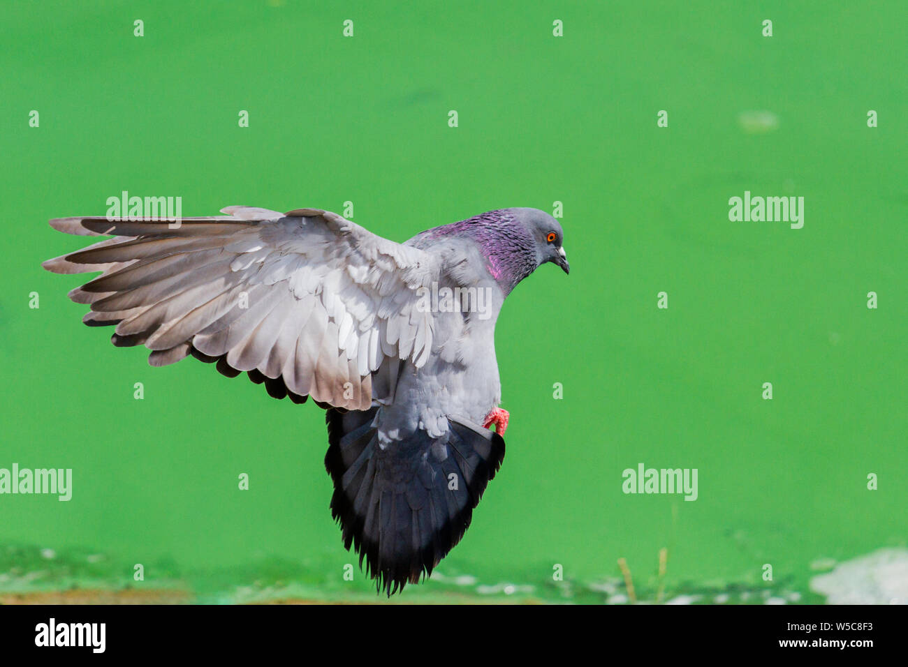 dove flying on green background Stock Photo - Alamy