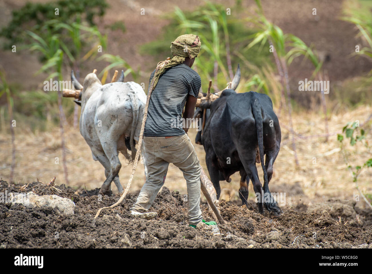 An Ethiopian farmer uses a cattle drawn plough to tend to his fields ...