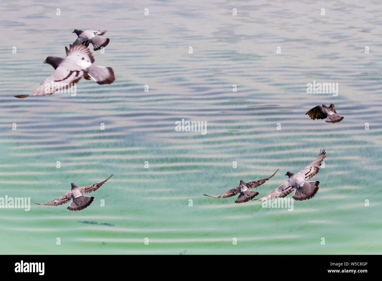 Flight over field river tree hi-res stock photography and images - Alamy
