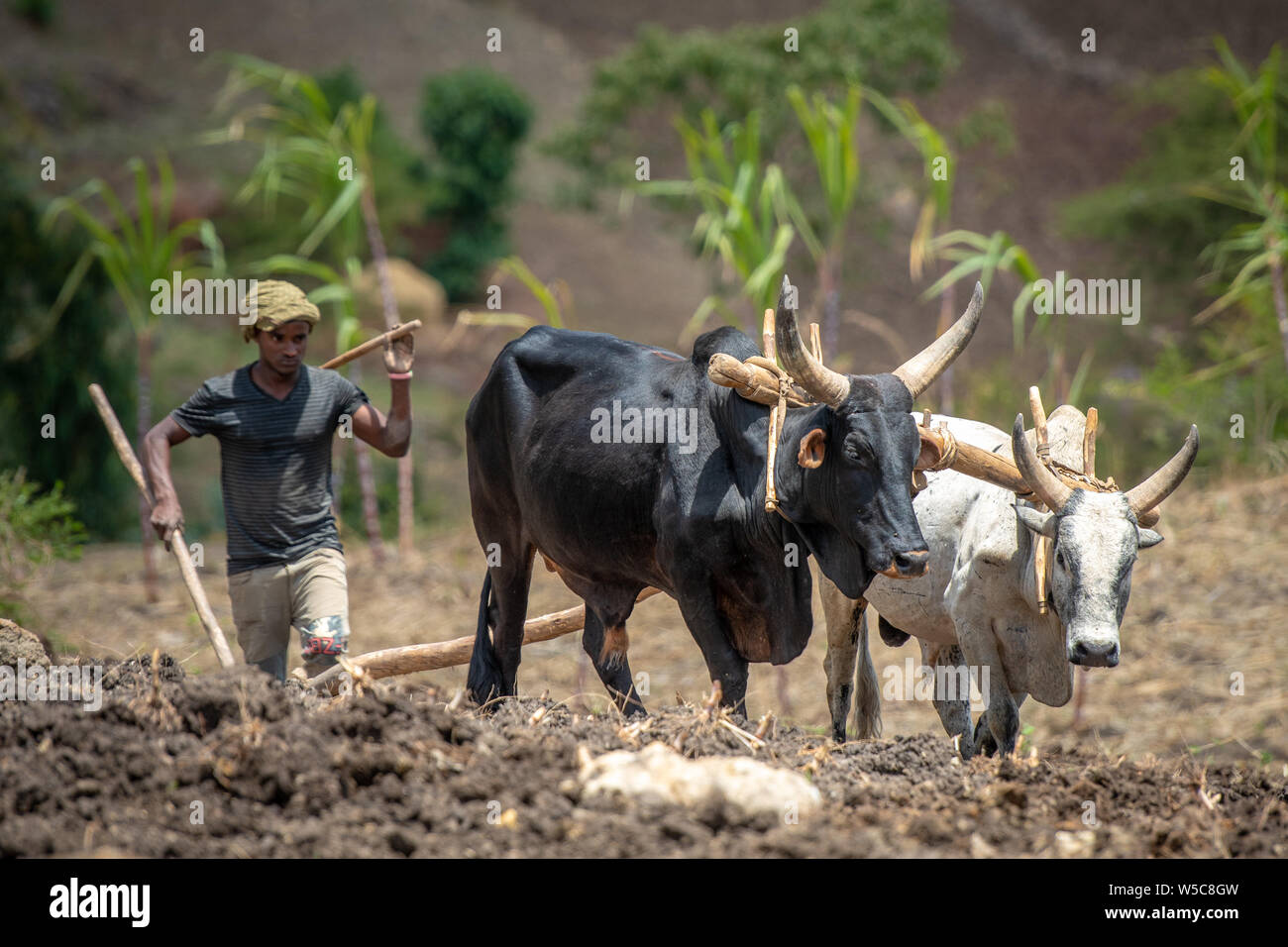 An Ethiopian farmer uses a cattle drawn plough to tend to his fields ...