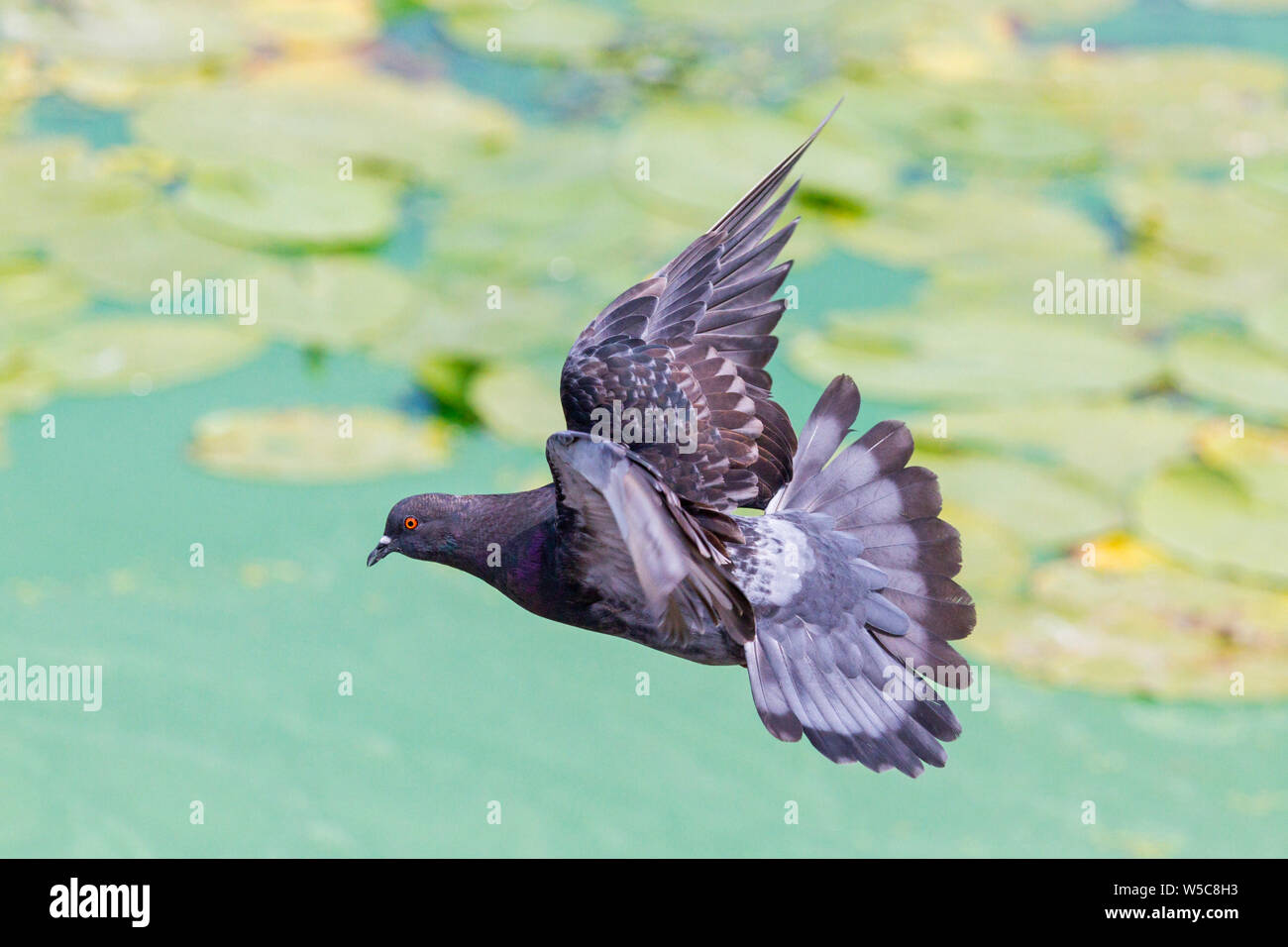 dove flying over the green lake Stock Photo - Alamy
