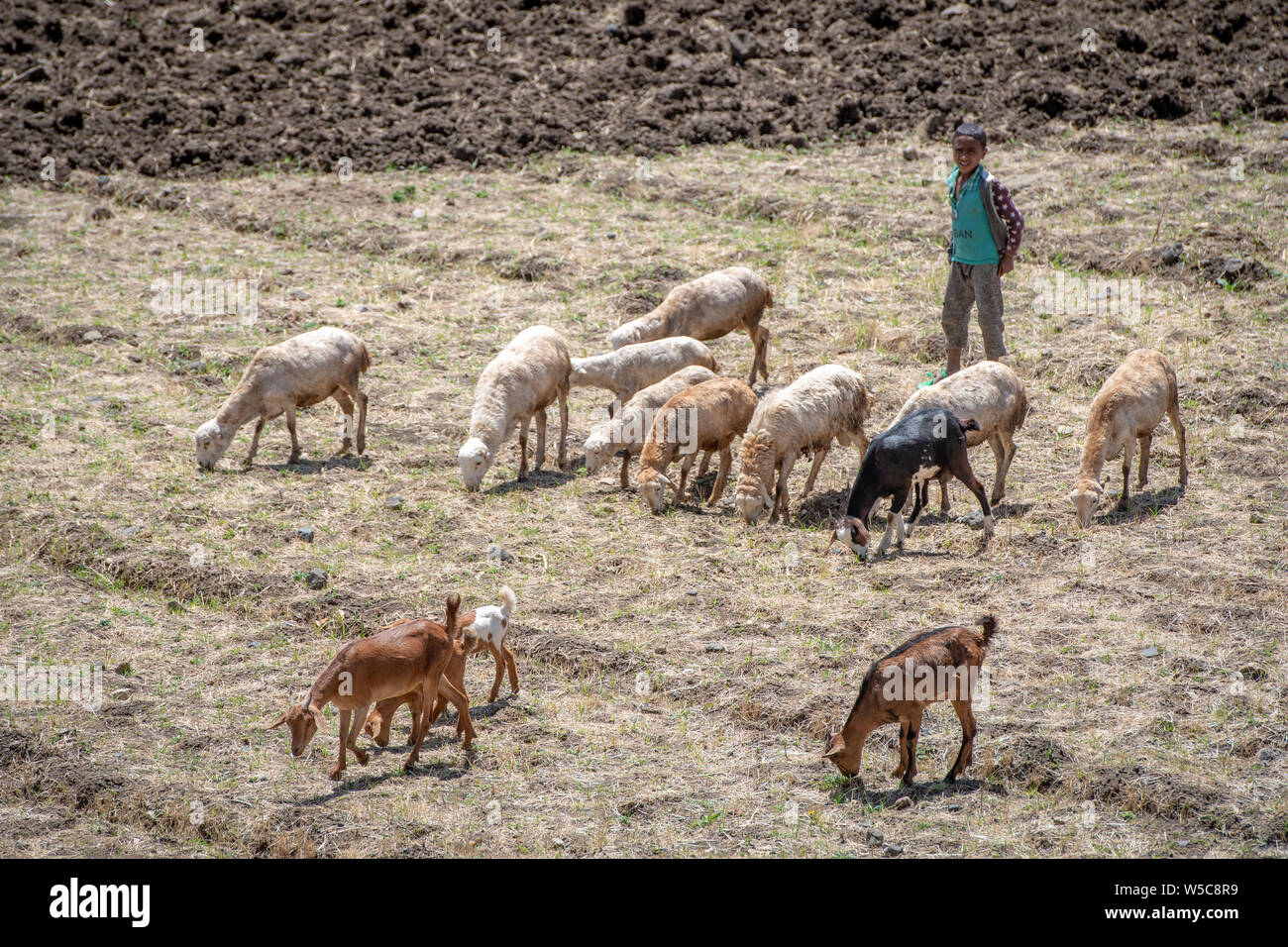 Ethiopian sheep hi-res stock photography and images - Alamy