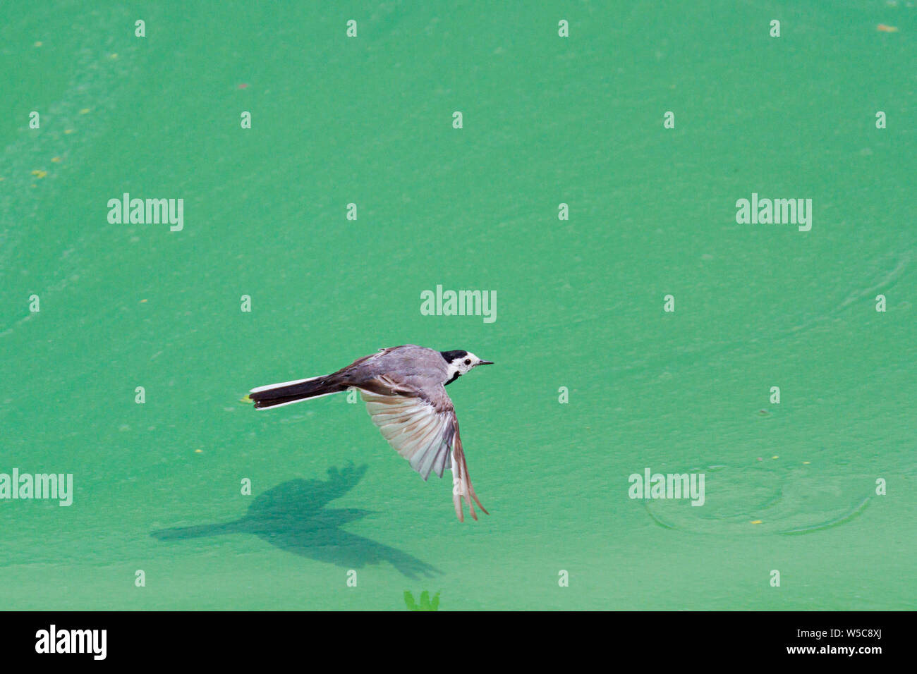 Little bird flies over hi-res stock photography and images - Alamy