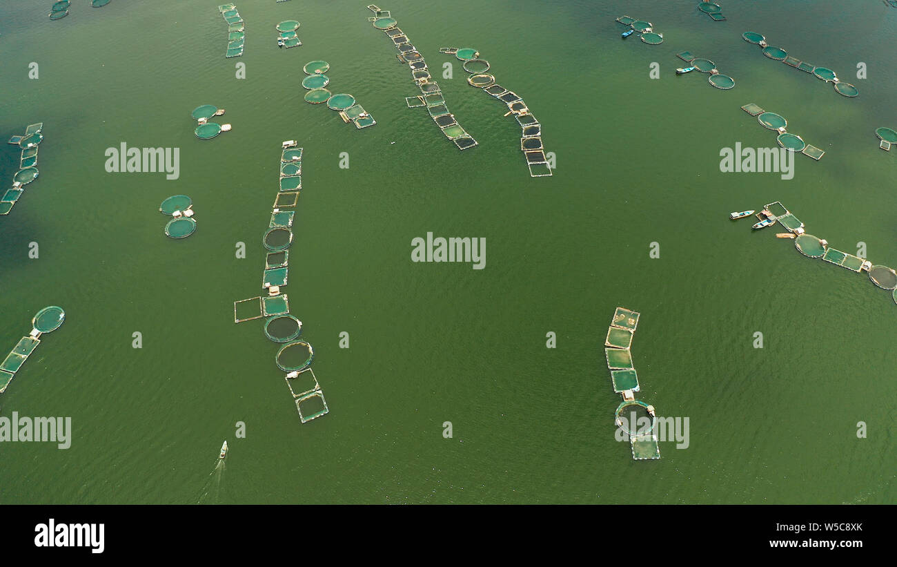 Fish farm on Lake Taal, Philippines, where locals breed fish for sale ...