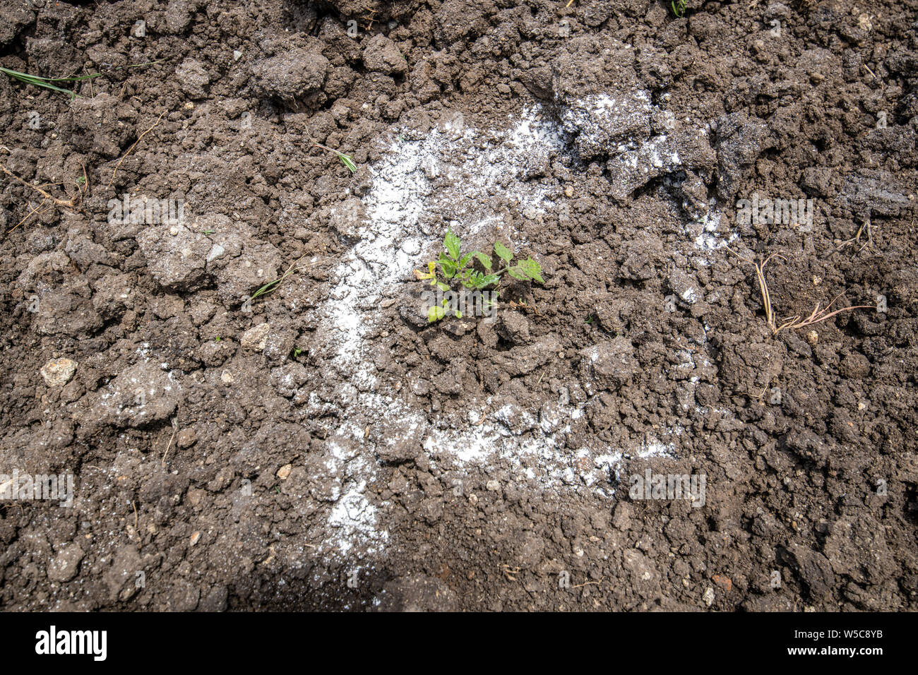 White powder marks out growing plants, Debre Berhan, Ethiopia Stock ...