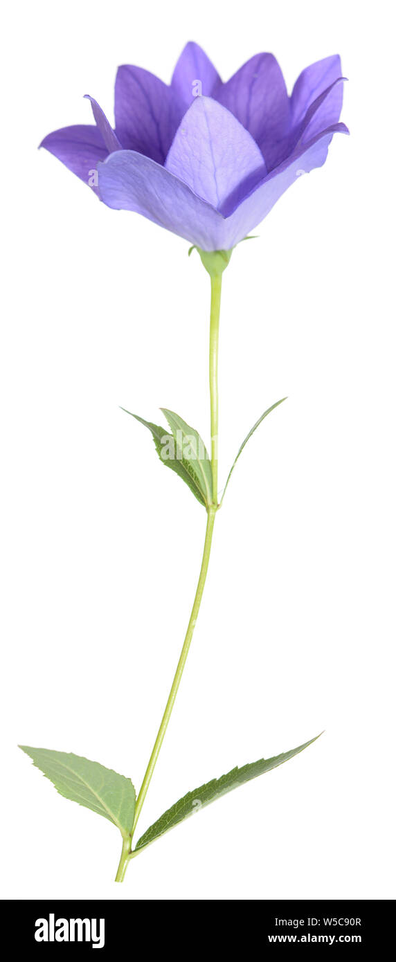 two layer patel Platycodon grandiflorus flowers isolated on white ...