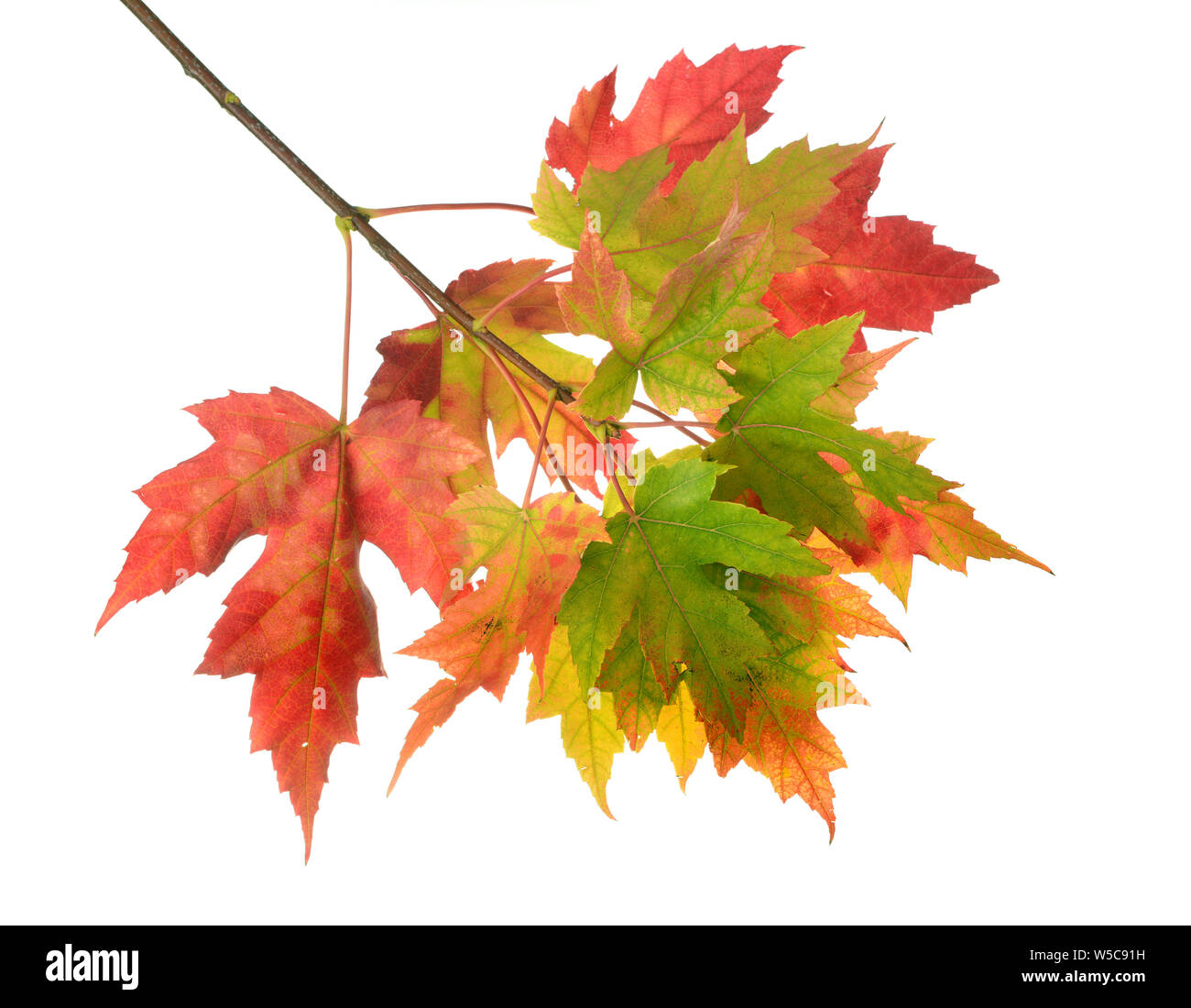 branch of foliage mapple leaf isolated on white Stock Photo - Alamy
