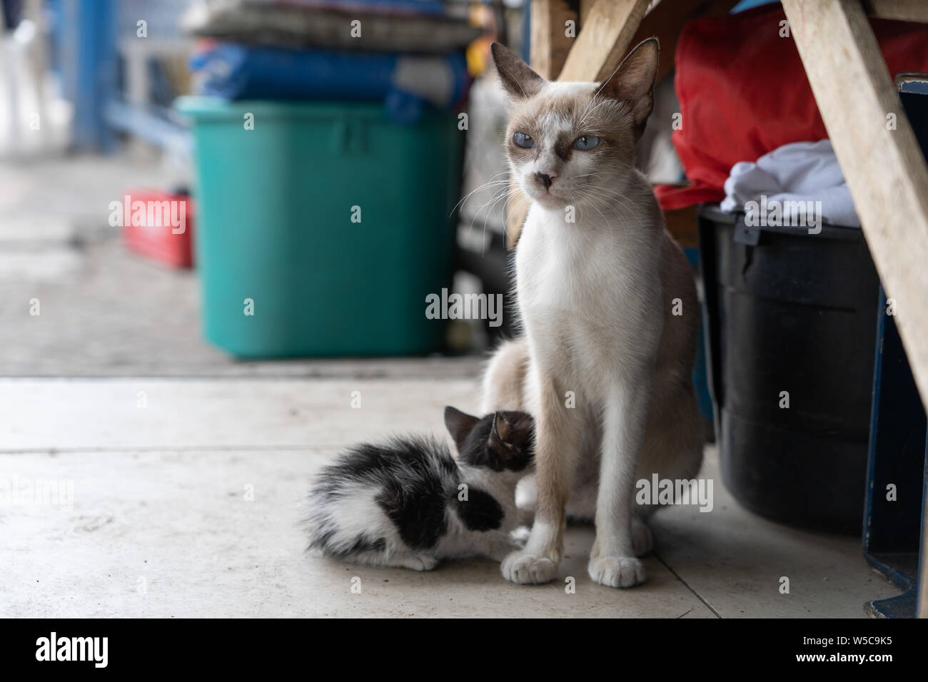 Domestic female hi-res stock photography and images - Alamy