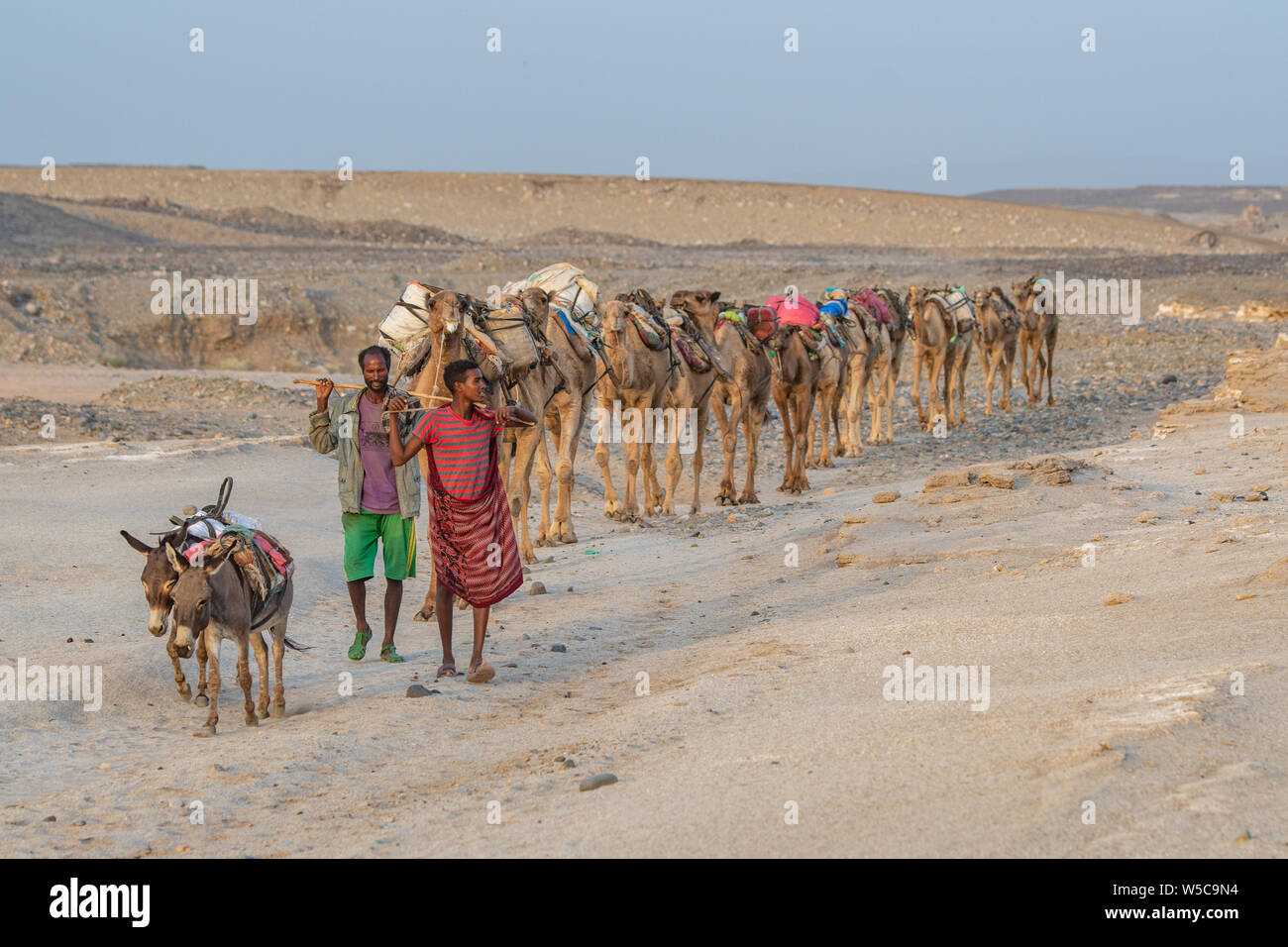 Two men lead a caravan in the Danakil Depression , Ethiopia Stock Photo ...