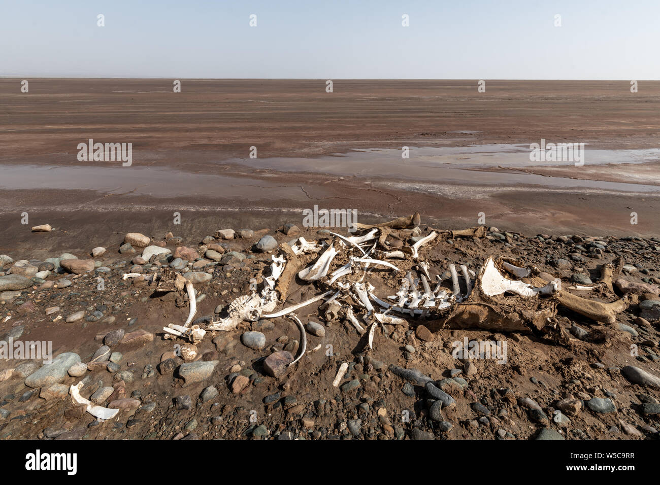 Bones of the ground hi-res stock photography and images - Alamy