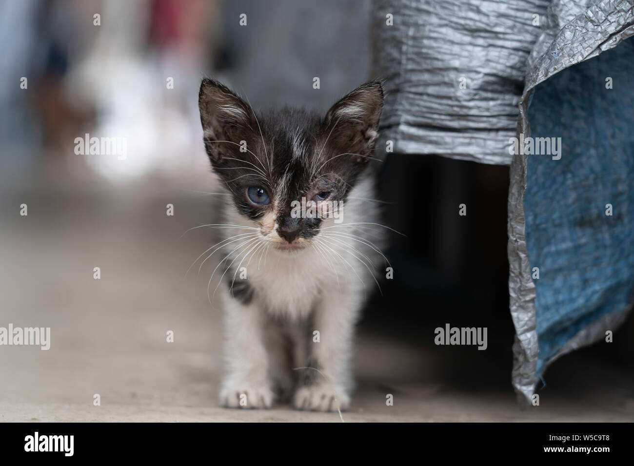 Cat With Rabies Eyes