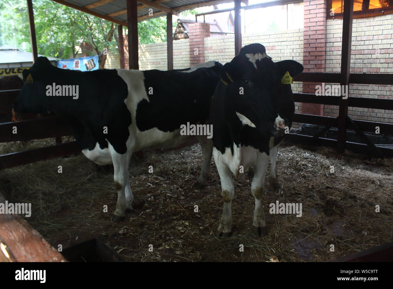 Cattle coral hi-res stock photography and images - Alamy