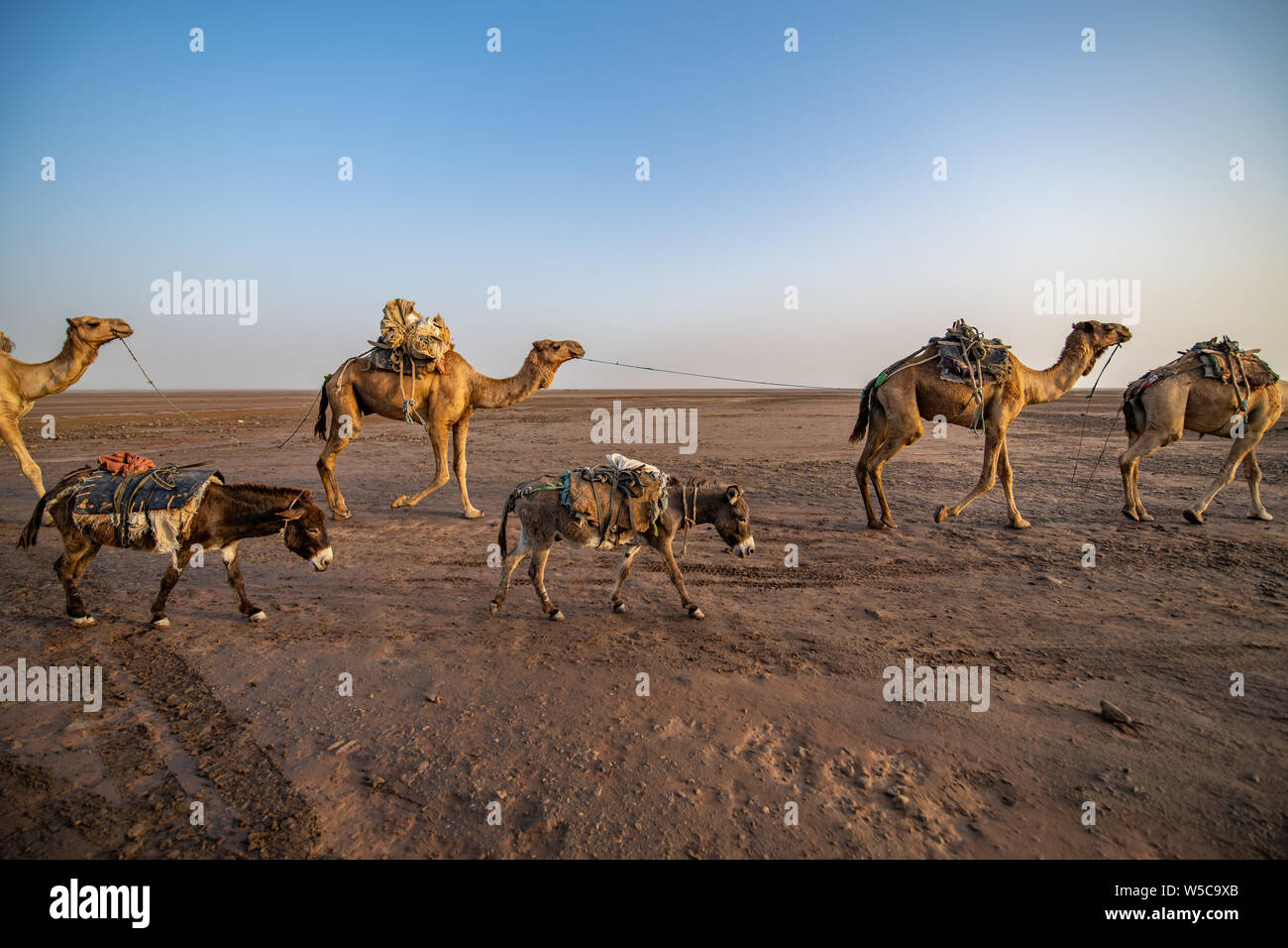 A Caravan of camels (Camelus) and donkeys (Equus asinus × Equus ...