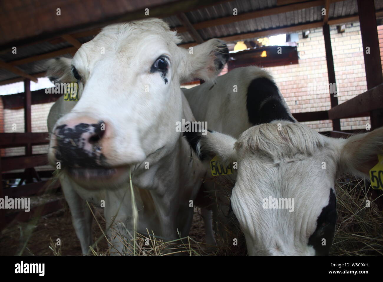 Cattle coral hi-res stock photography and images - Alamy