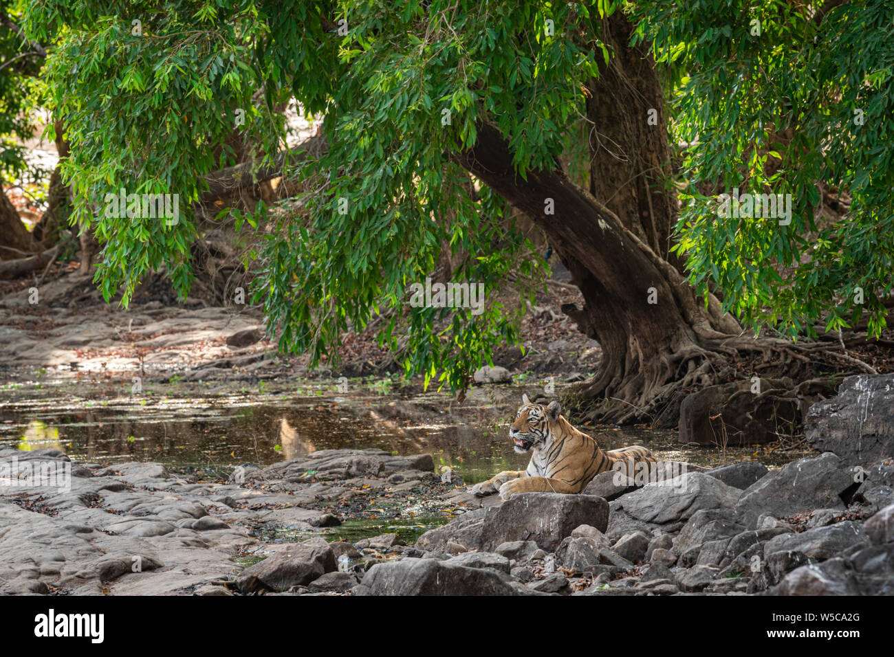 Habitat image of wild female tiger resting under shade of Java Plum ...