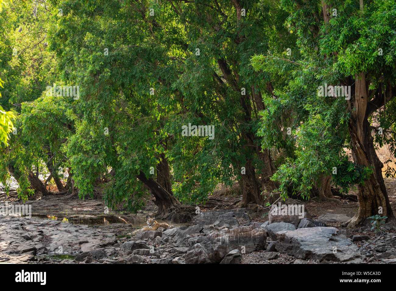 Habitat image of wild female tiger resting under shade of Java Plum ...
