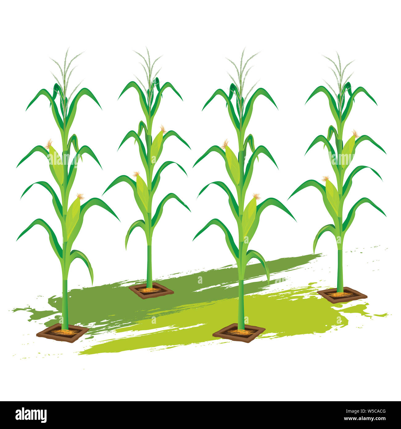 corn plant vector design Stock Photo - Alamy