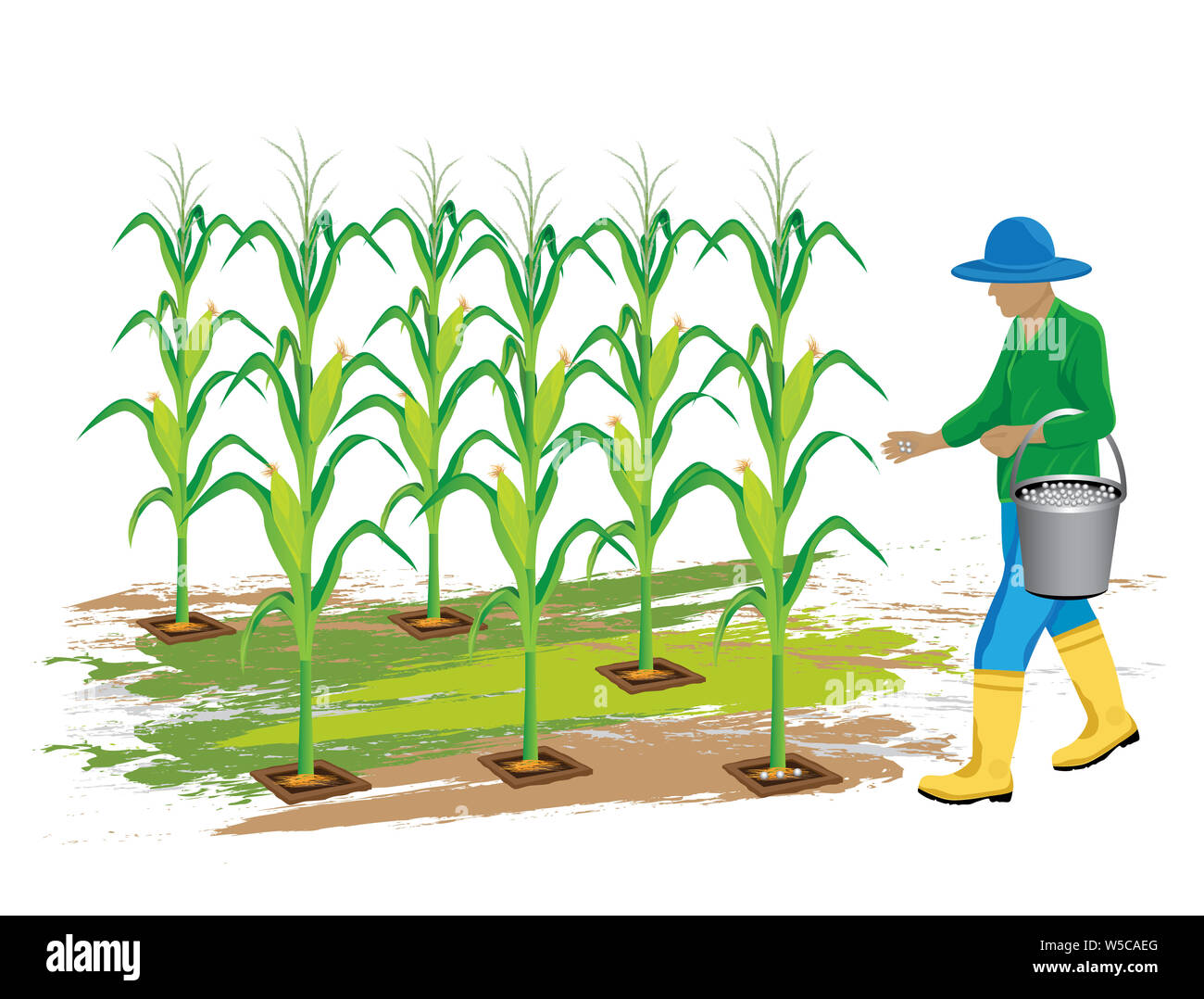 agriculturist manure into corn plant vector design Stock Photo - Alamy