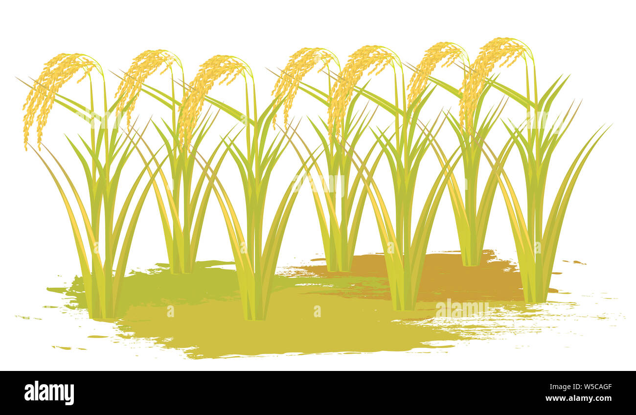 rice plant vector design Stock Photo - Alamy