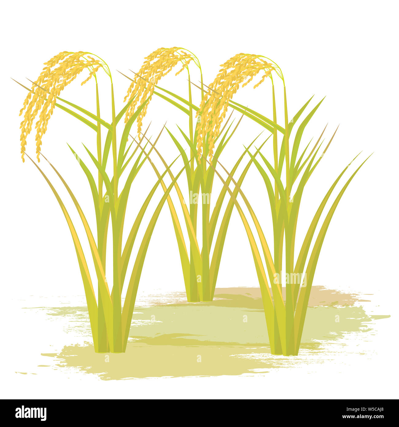 rice plant vector design Stock Photo - Alamy