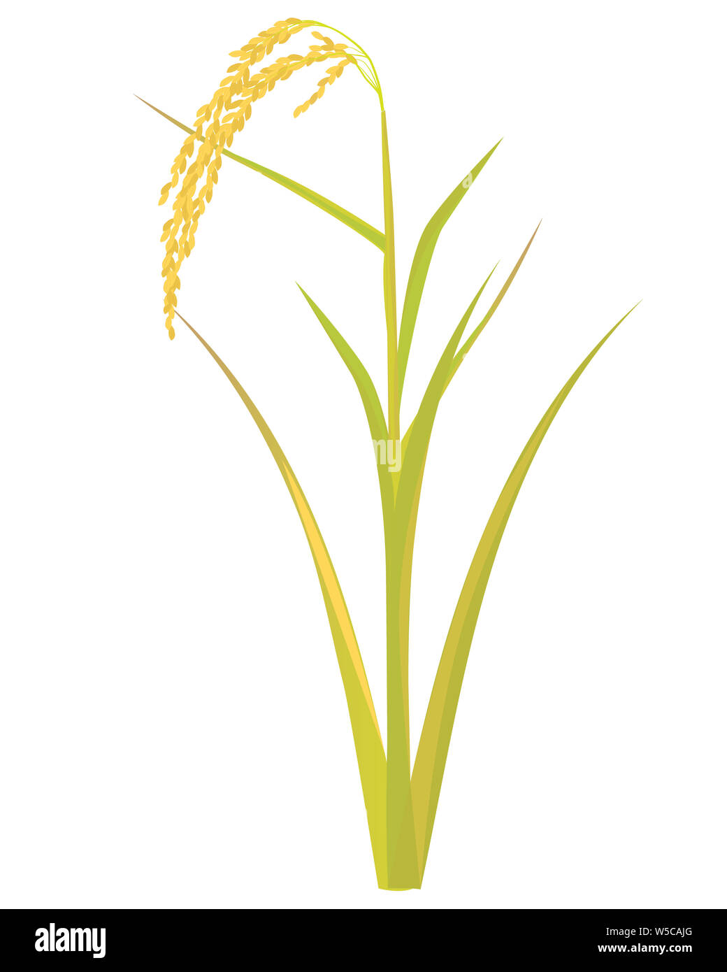 rice plant vector design Stock Photo - Alamy