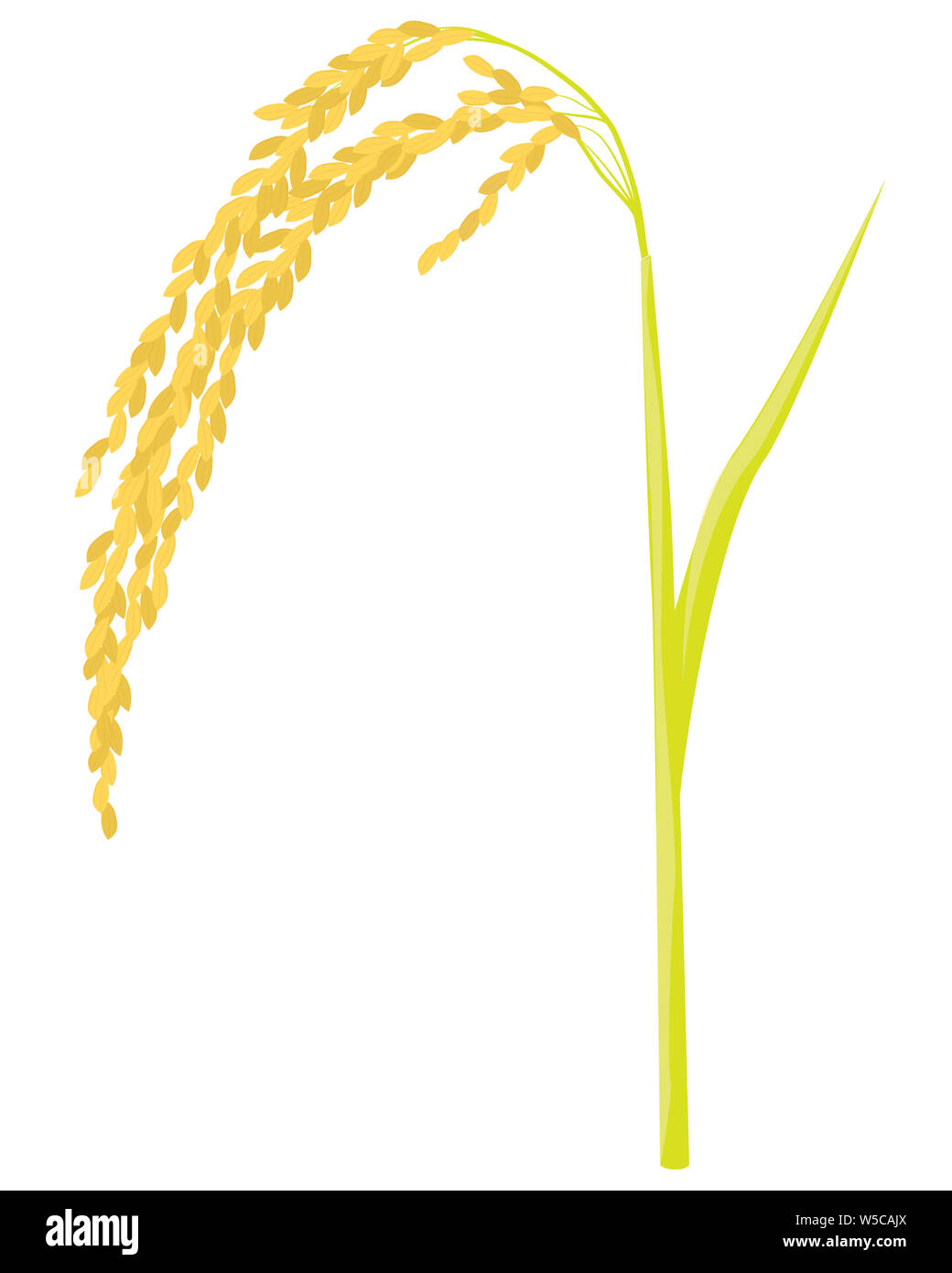 rice plant vector design Stock Photo - Alamy