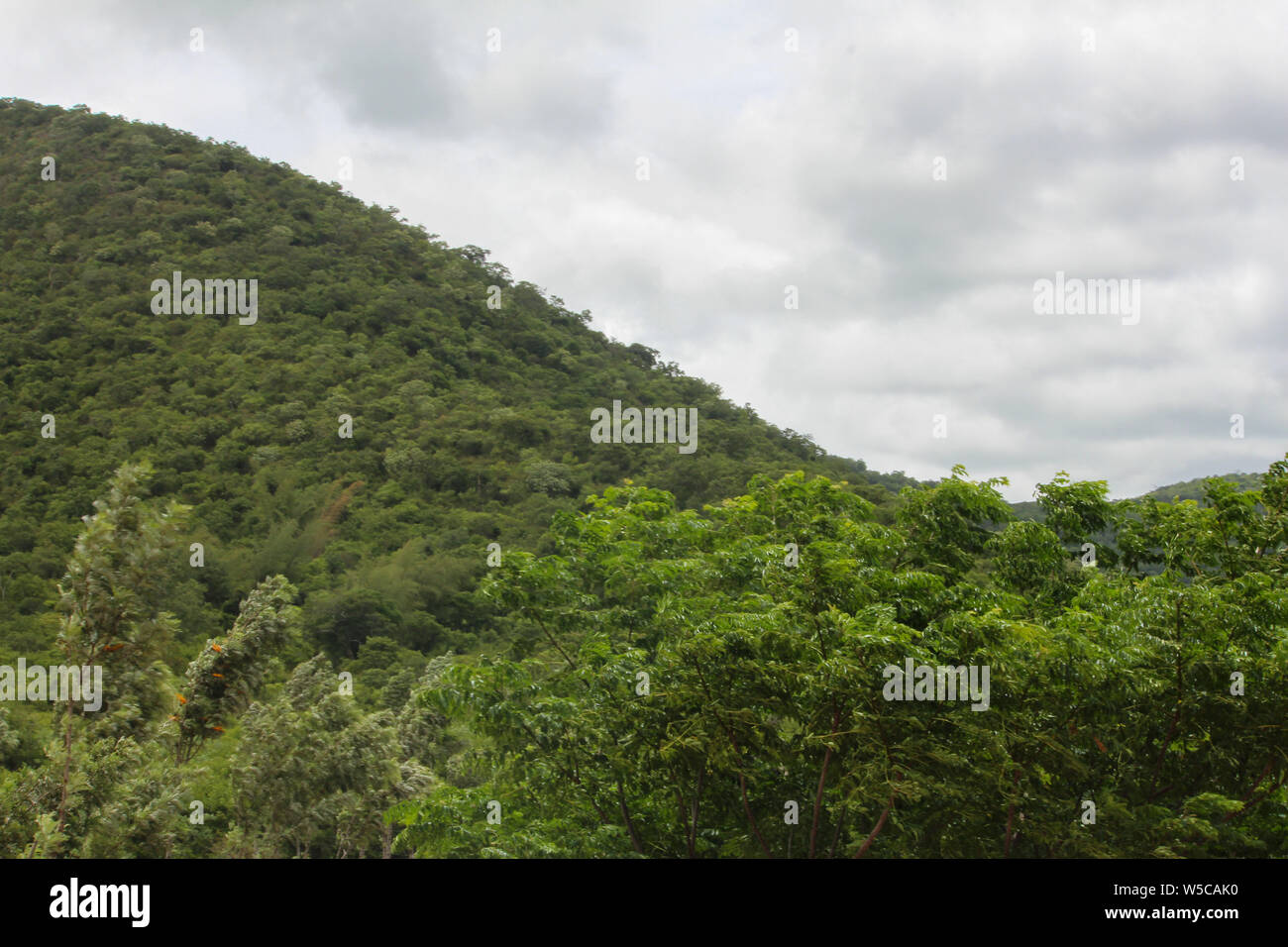 Beautiful view of the mountain range of Talamalai Reserve Forest ...
