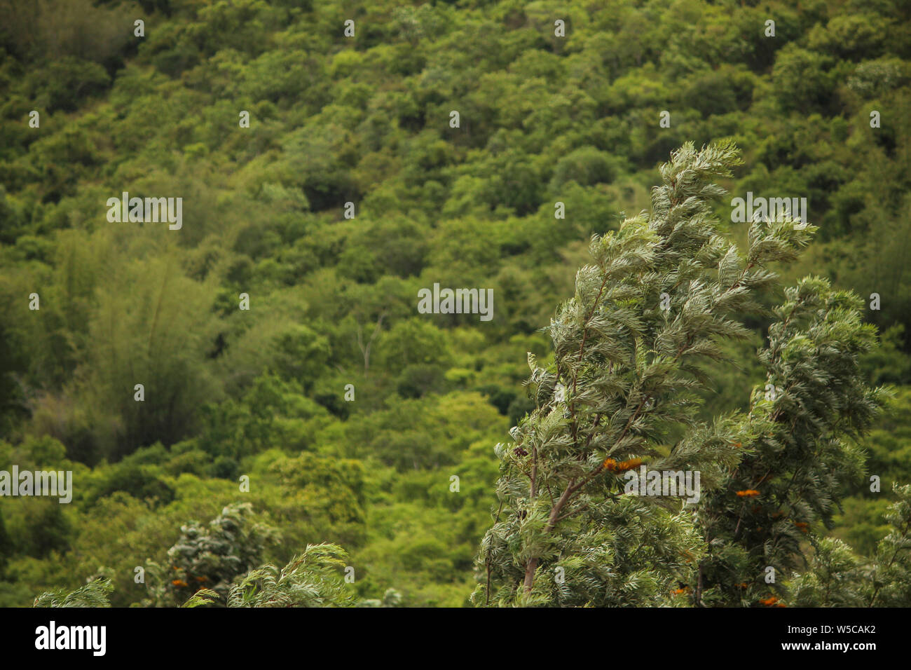 Beautiful view of the mountain range of Talamalai Reserve Forest, Hasanur, Tamil Nadu ...