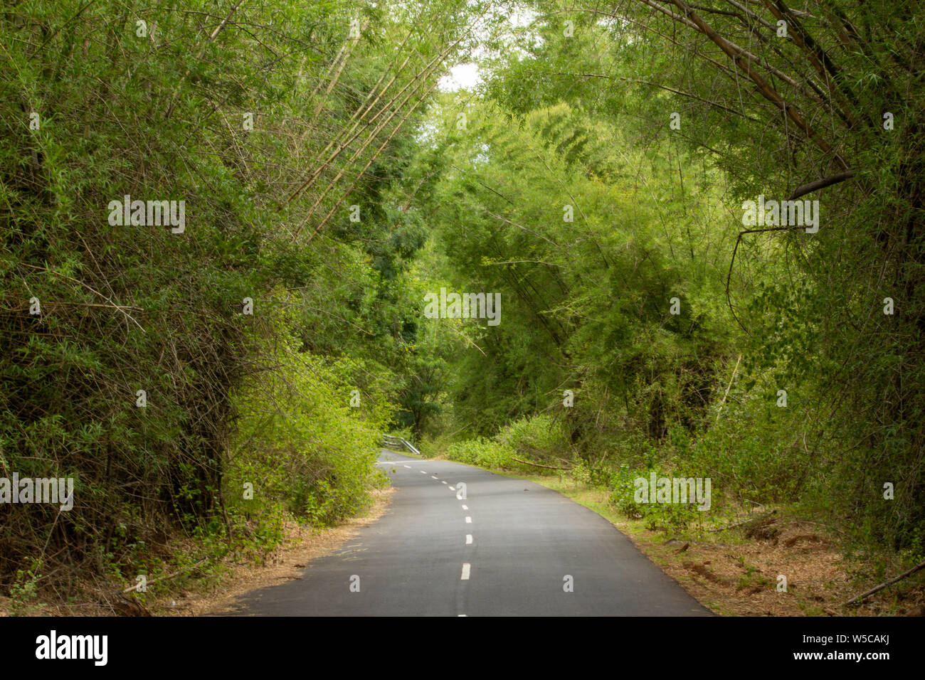 Beautiful Ghat road along the mountain range of Talamalai Reserve Forest, Hasanur, Tamil Nadu ...