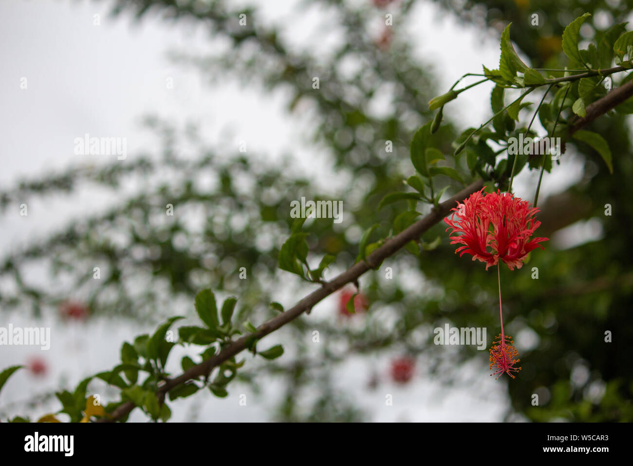 Most beautiful red flowers hi-res stock photography and images - Alamy