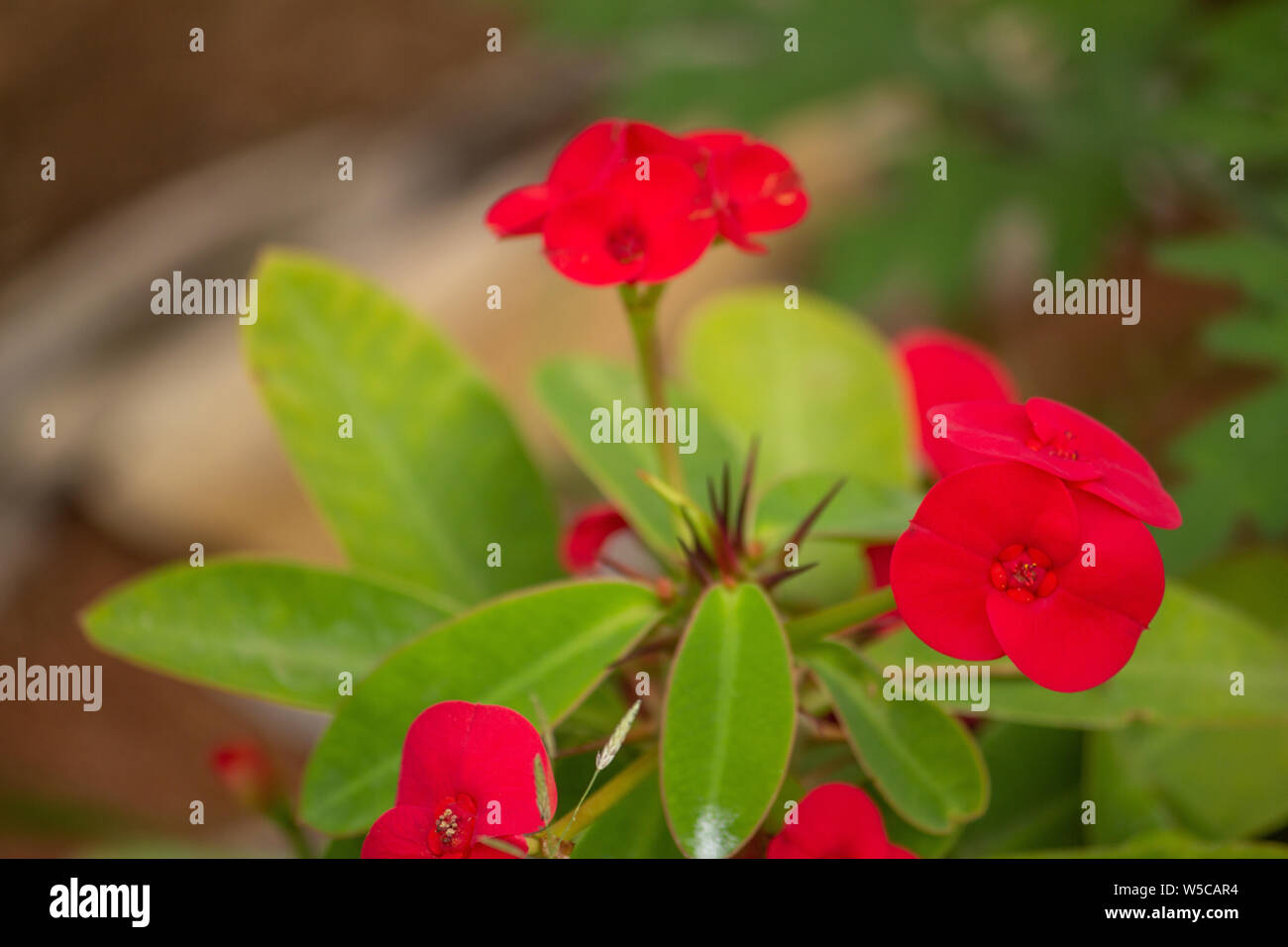 Beautiful Red flowers in full bloom Stock Photo - Alamy