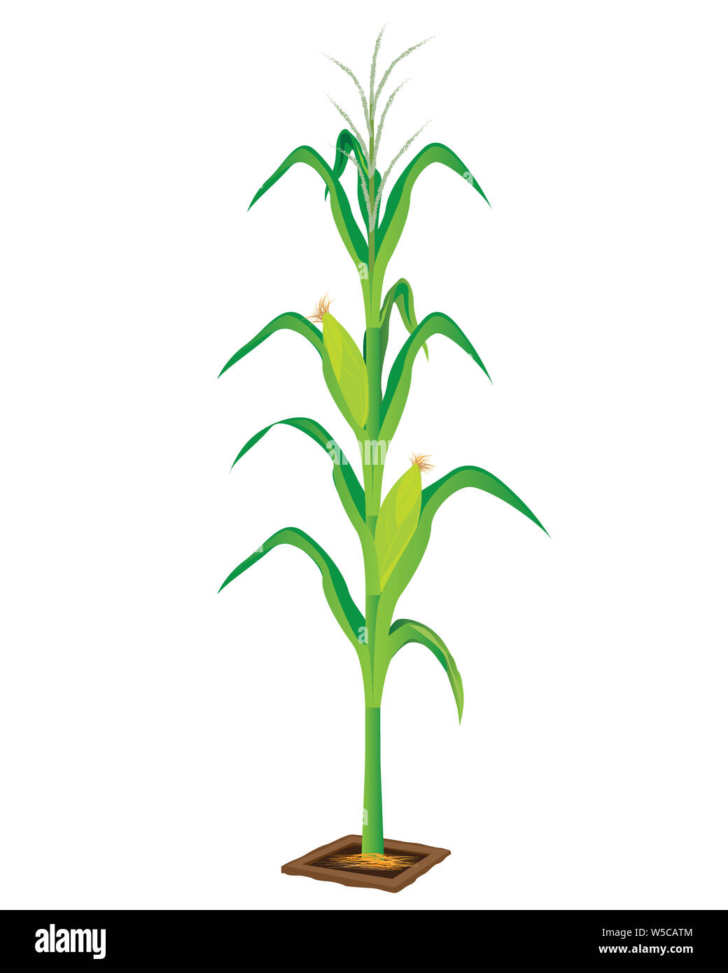 corn plant vector design Stock Photo - Alamy