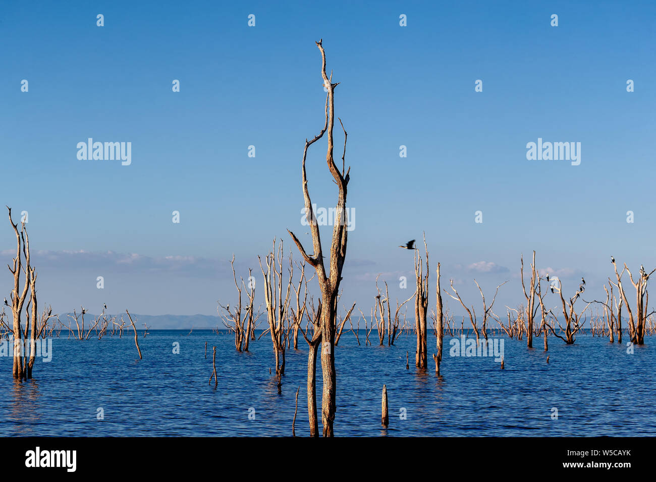 Birds amongst the trees on Lake Kariba Stock Photo - Alamy