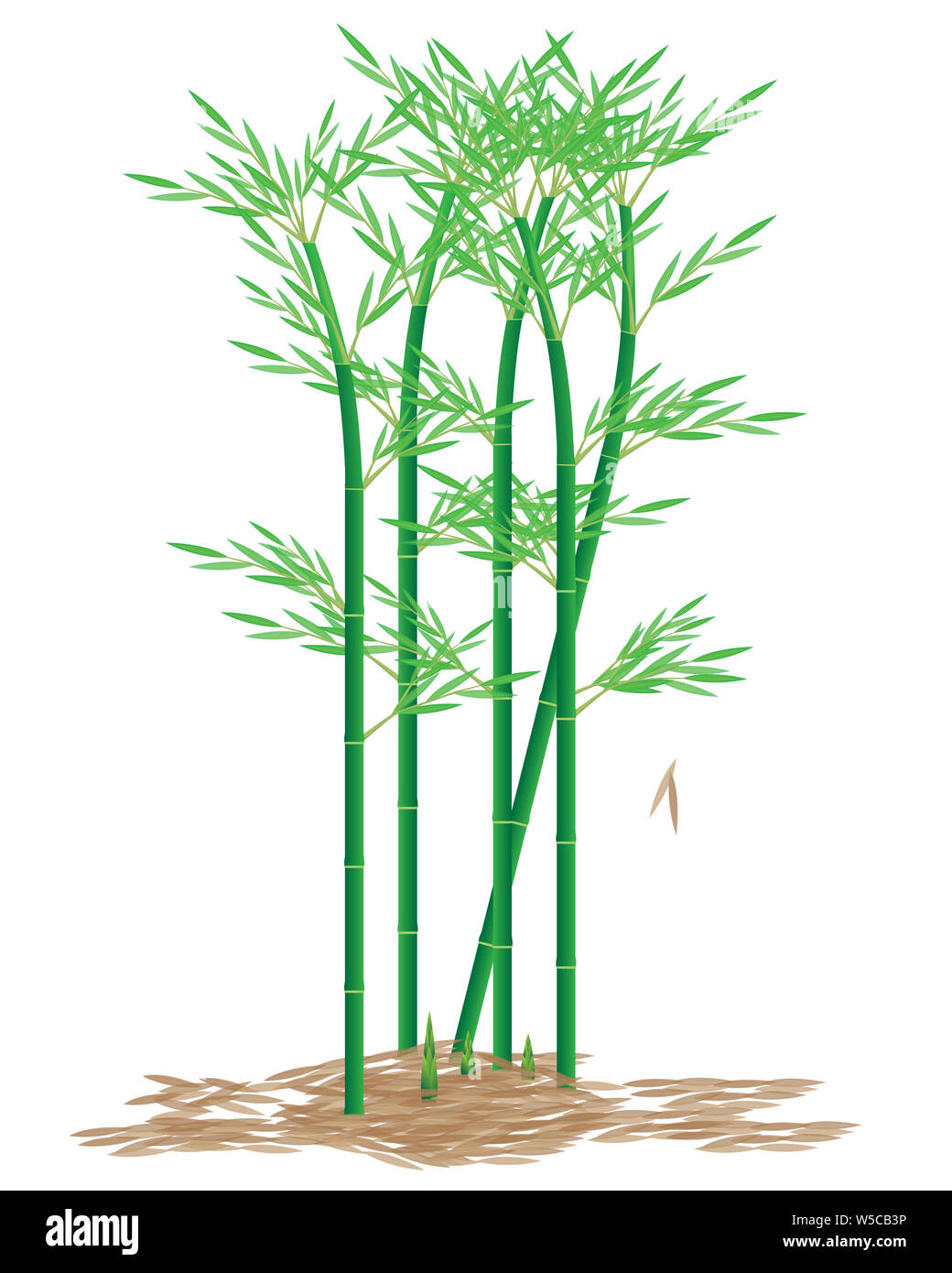 bamboo vector design Stock Photo - Alamy