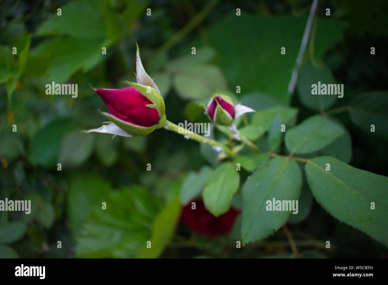 Red rosebud hi-res stock photography and images - Alamy