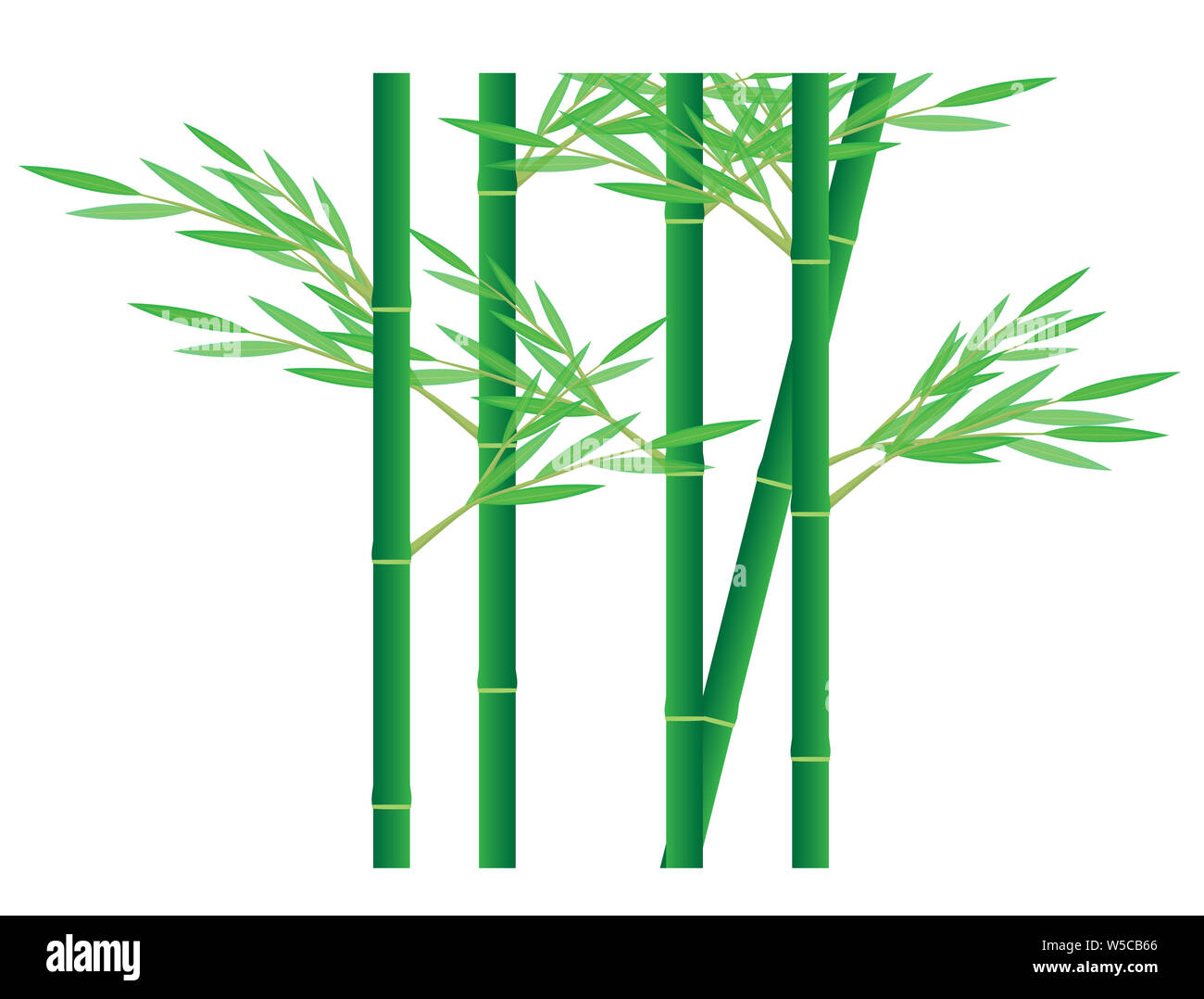 bamboo vector design Stock Photo - Alamy