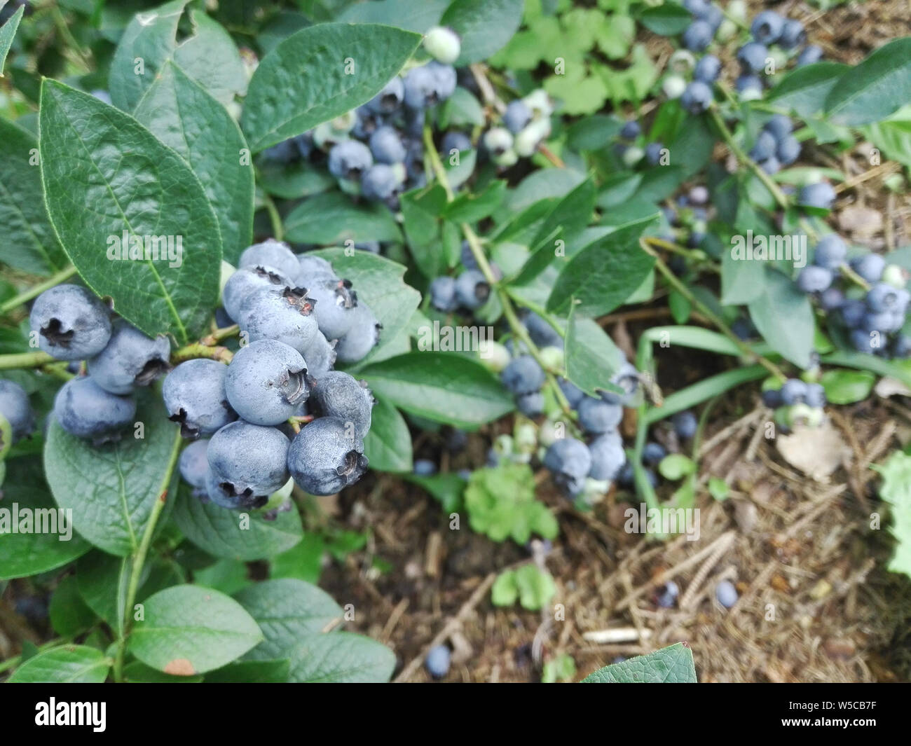 blueberries are ready for harvest Stock Photo - Alamy