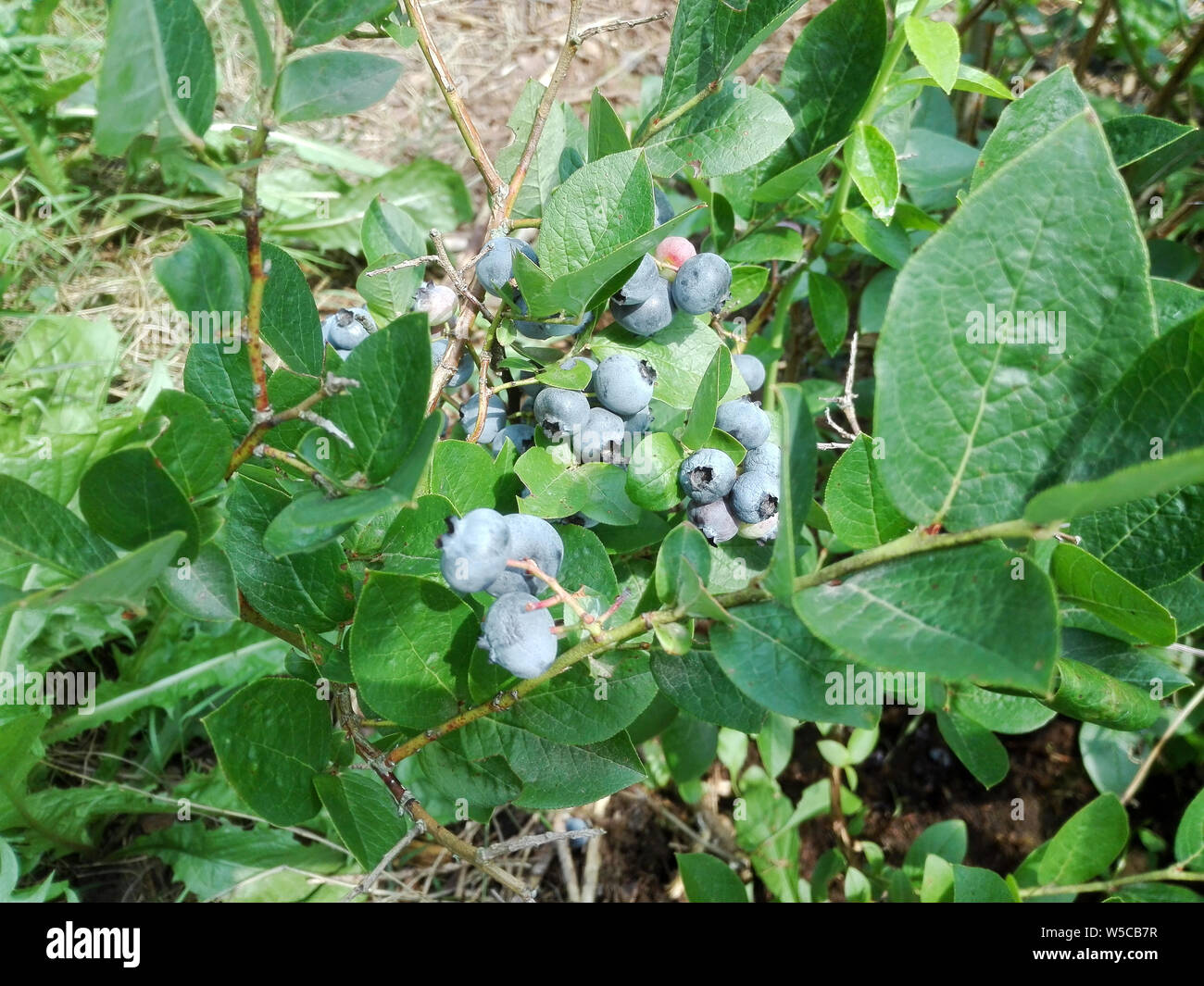 blueberries are ready for harvest Stock Photo - Alamy