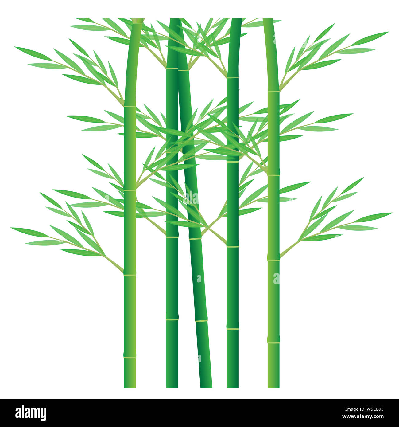 bamboo vector design Stock Photo - Alamy
