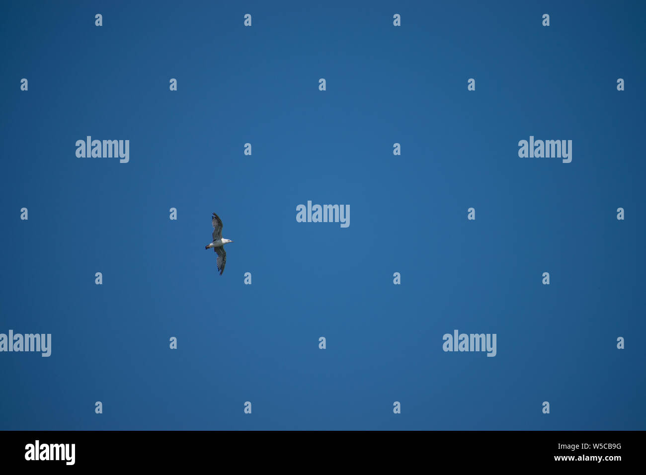 Seagulls flying through air hi-res stock photography and images - Alamy