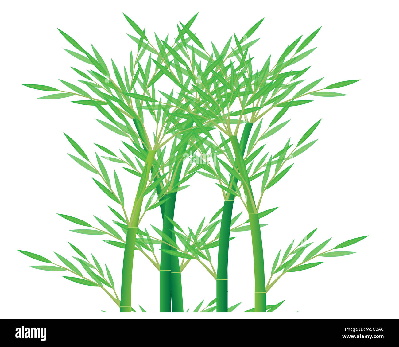 bamboo vector design Stock Photo - Alamy
