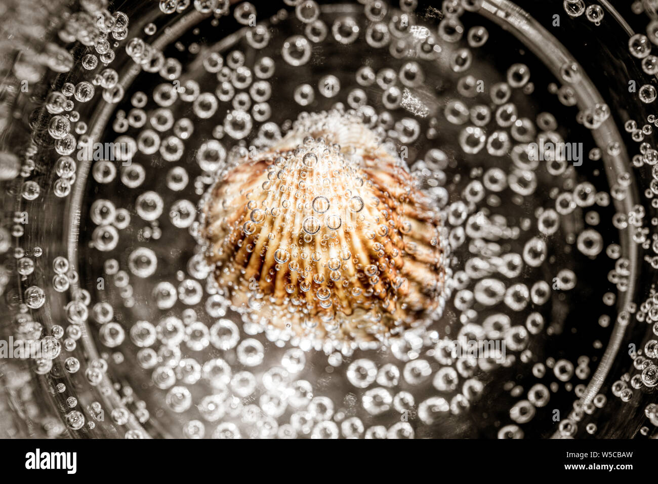 High angle view of sea shell in sparkling water multiple bubbles Stock ...