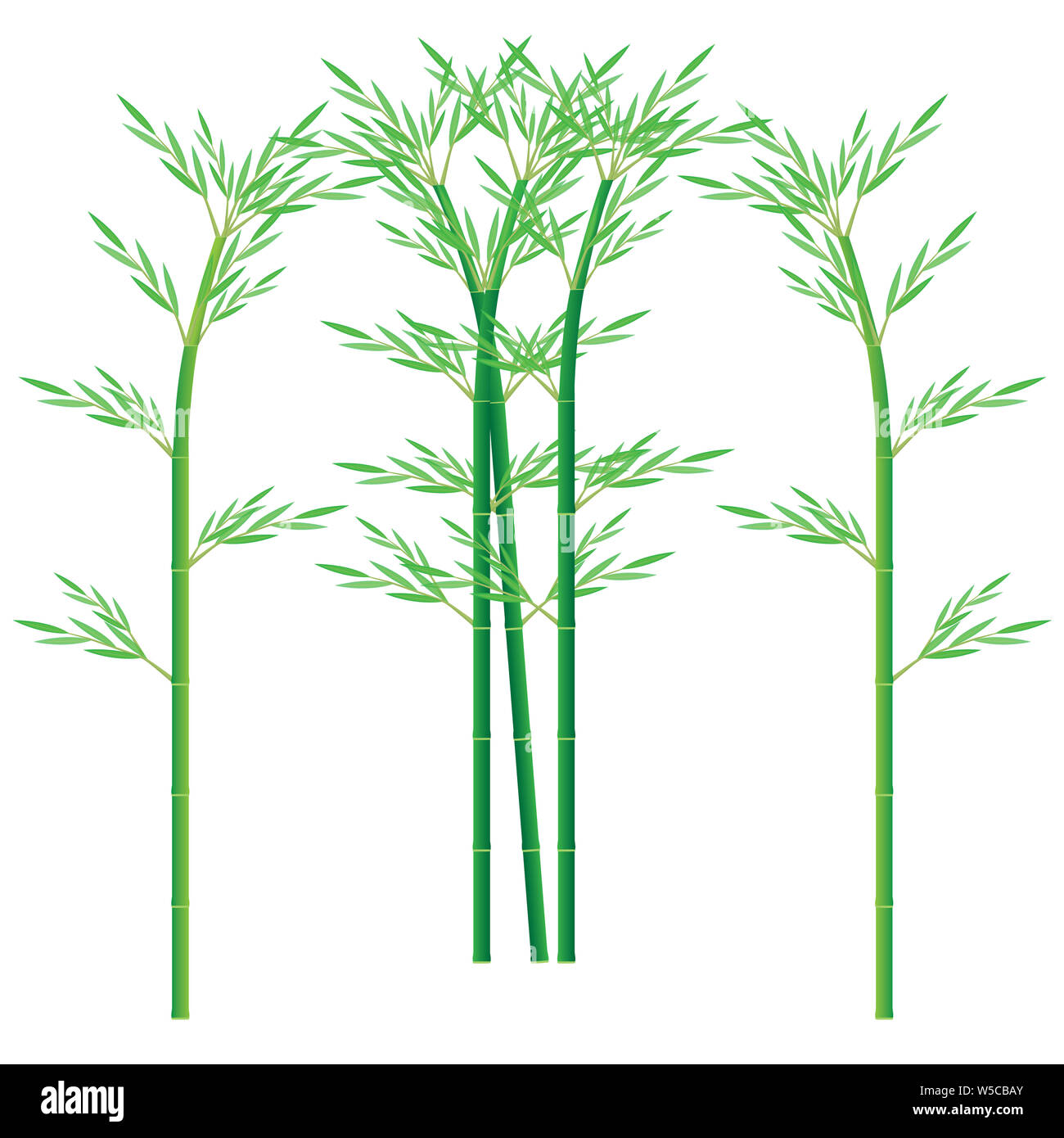 bamboo vector design Stock Photo - Alamy