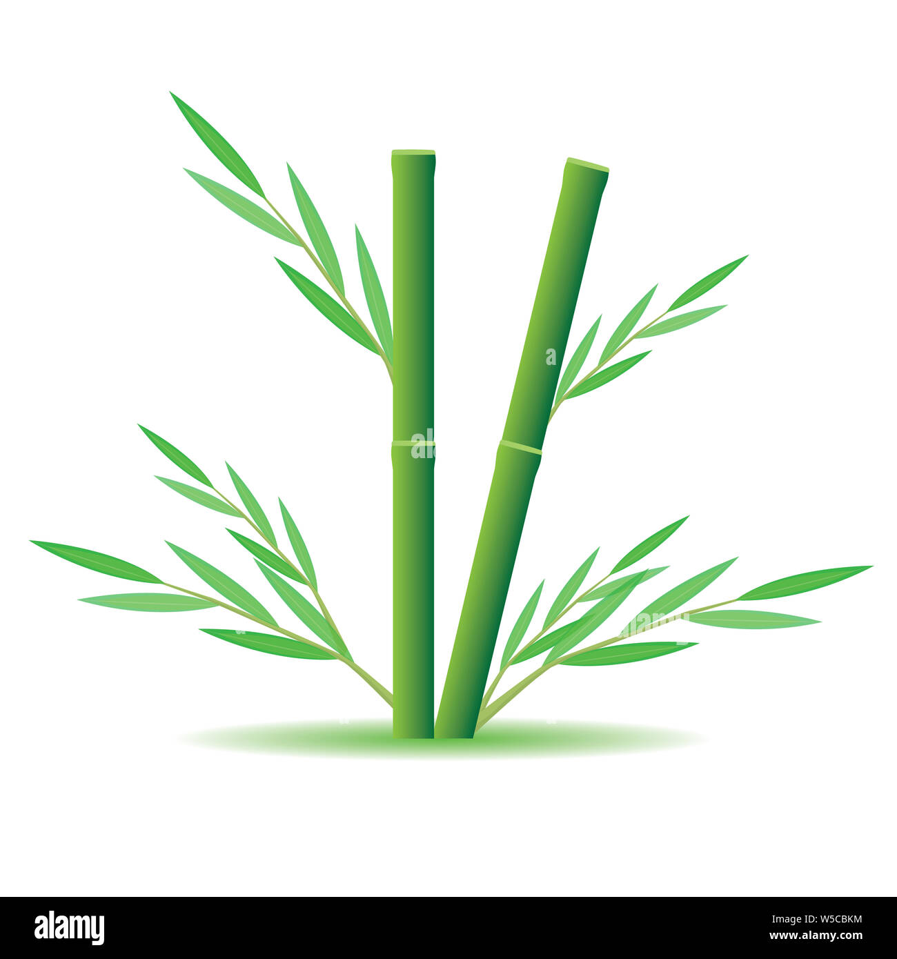 bamboo vector design Stock Photo - Alamy