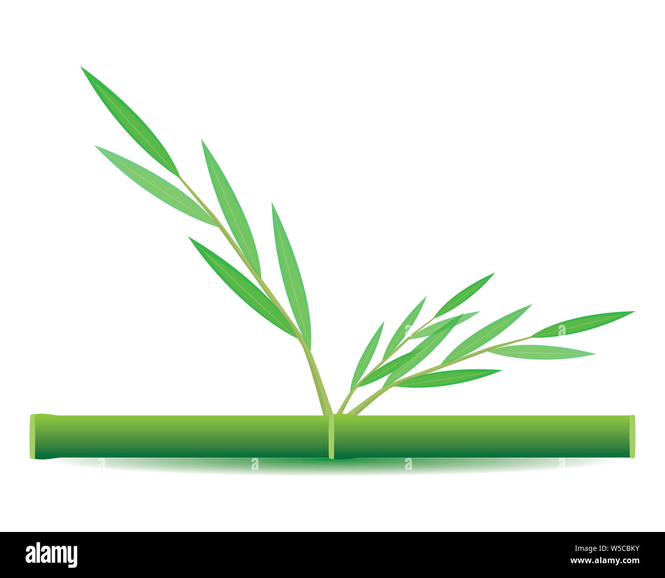 bamboo vector design Stock Photo - Alamy