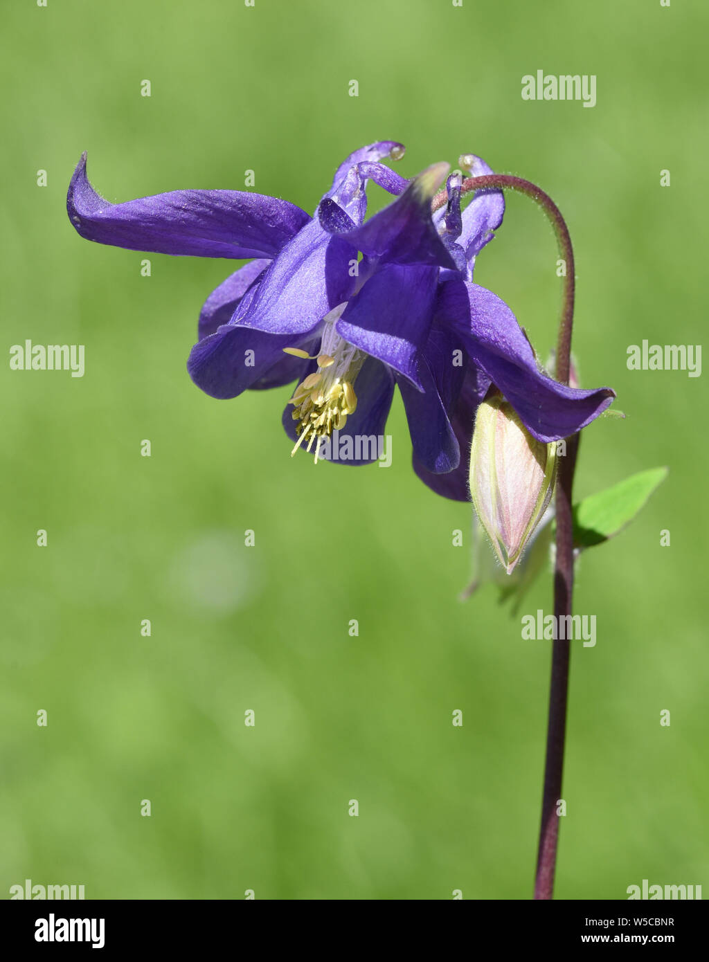 Akelei hi-res stock photography and images - Alamy