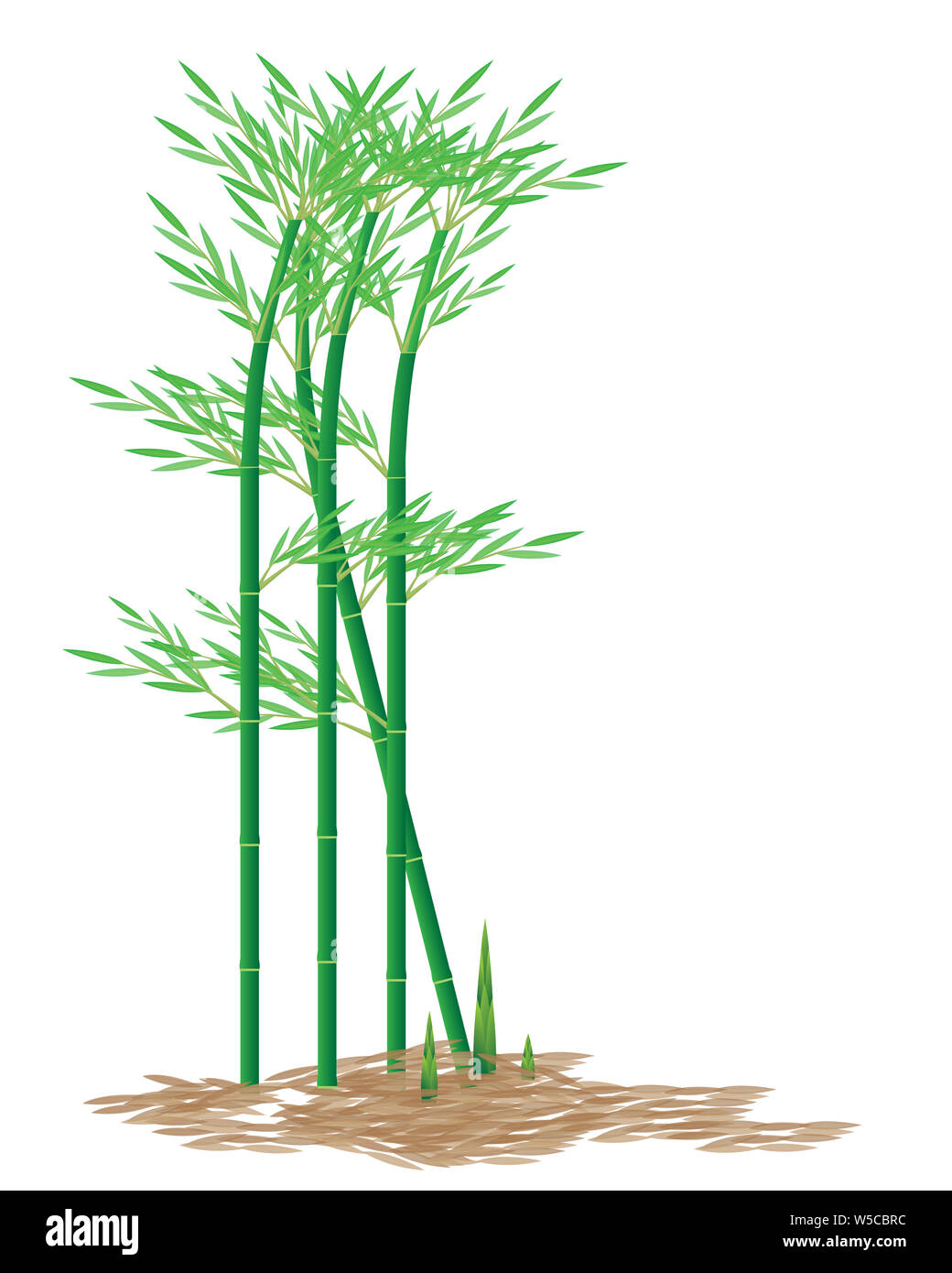 bamboo vector design Stock Photo - Alamy
